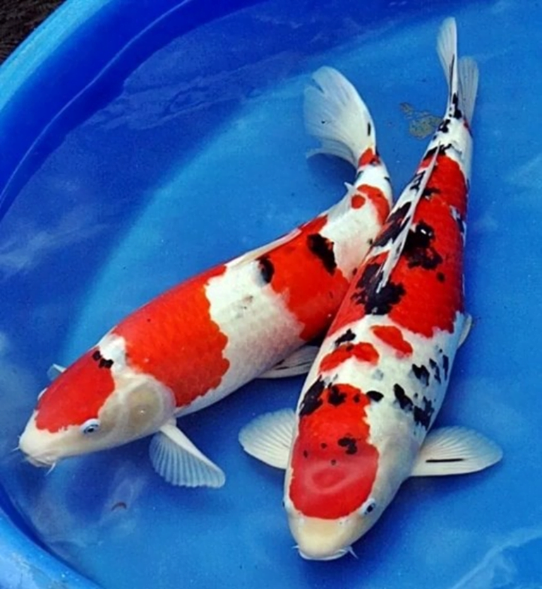 Jasa Pembuatan Kolam Ikan Koi Berpengalaman - Agrotani Sejahtera