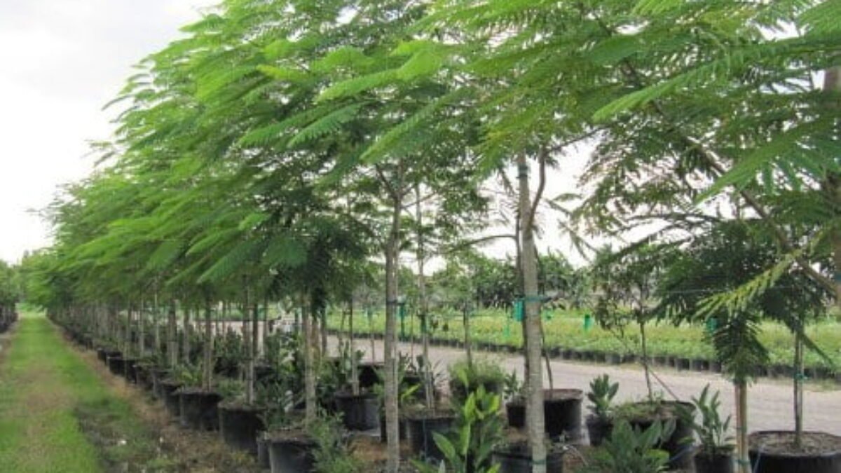 Pohon Flamboyan Adalah