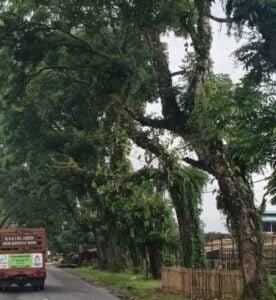 Rekomendasi Pohon Peneduh Akar Tidak Merusak Untuk Peneduh Jalan Atau ...