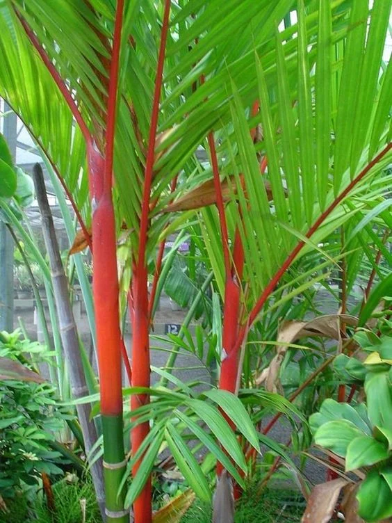 Pohon Pinang Merah