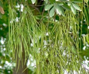 Pohon Pule – Ciri, Klasifikasi, Manfaat, Mitos, Dan Cara Menanam ...