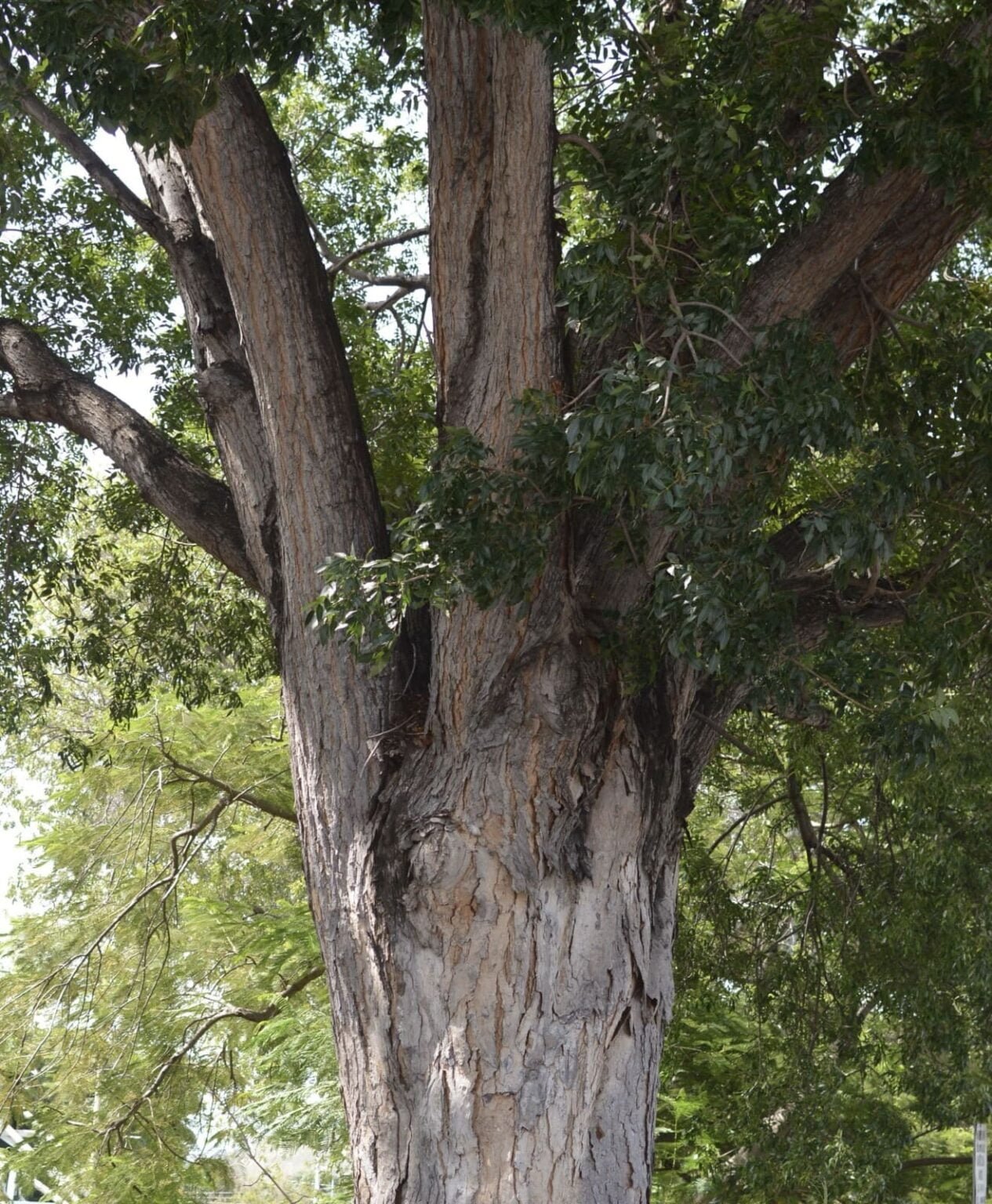 Pohon Mahoni, Tanaman Rumpun yang Bermanfaat
