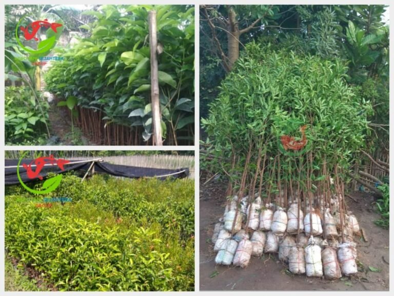 Jual Tanaman Tanjung - Agrotani Sejahtera