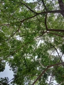 Pohon Trembesi (Samanea saman): Pesona dan Peran Ekologis dalam Kehidupan Kita - Agrotani Sejahtera