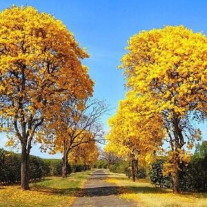 Pohon Tabebuya Kuning Tanaman Dengan Bunga Kuning Cerah Yang Elegan ...