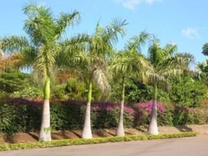 Palem Raja – Pohon Palm Yang Megah - Agrotani Sejahtera