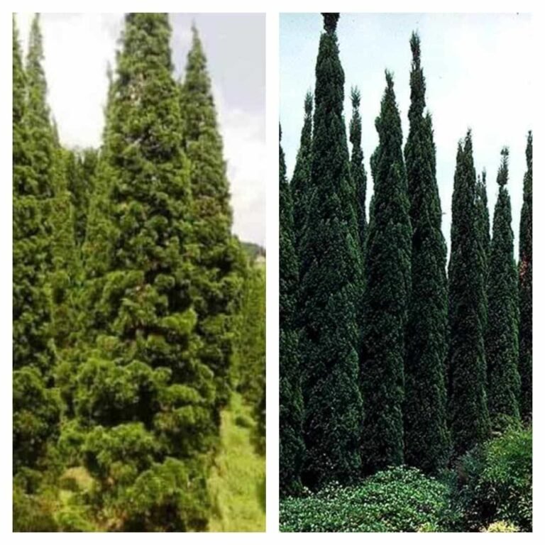 Pohon Cemara – 16 Jenis Berserta Manfaat dan Cirinya - Agrotani Sejahtera