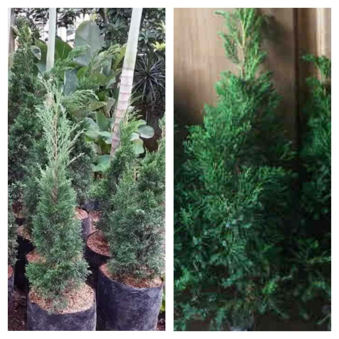 Pohon Cemara – 16 Jenis Berserta Manfaat dan Cirinya - Agrotani Sejahtera