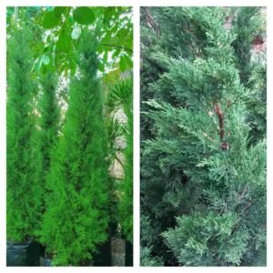 Pohon Cemara – 16 Jenis Berserta Manfaat dan Cirinya - Agrotani Sejahtera