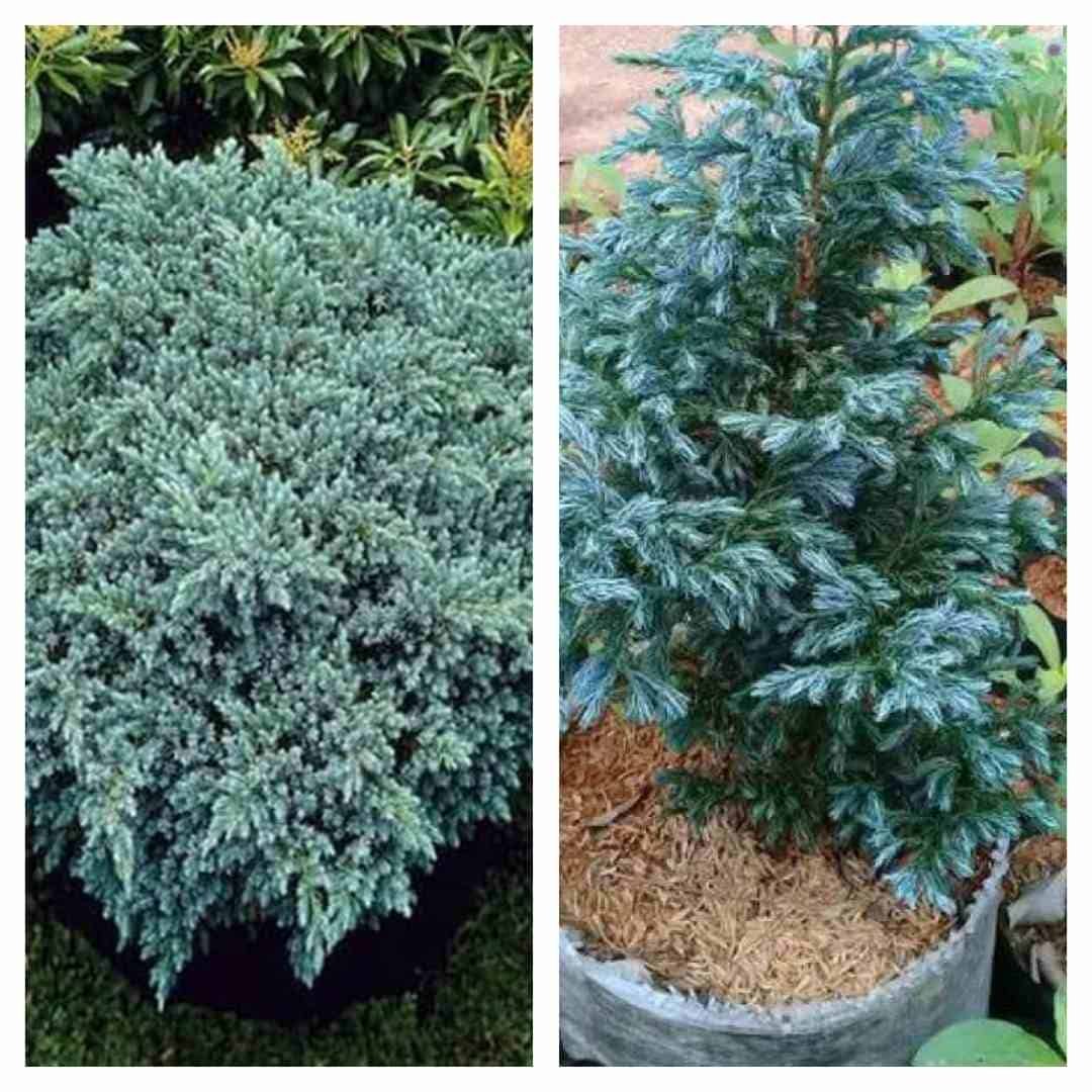 Jual Pohon Cemara Semua Jenis dan Ukuran - Agrotani Sejahtera