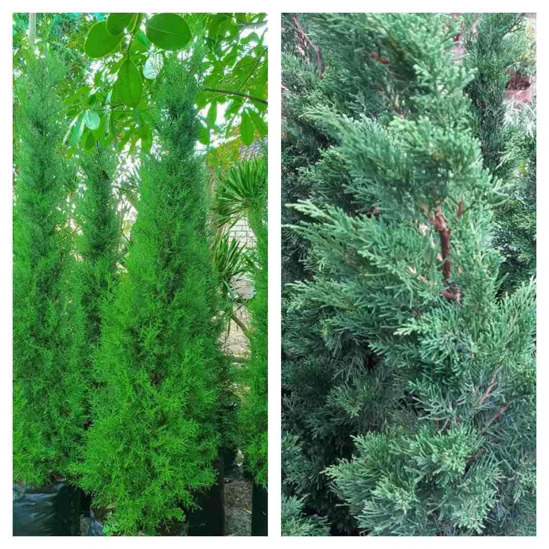 Jual Pohon Cemara Semua Jenis dan Ukuran - Agrotani Sejahtera