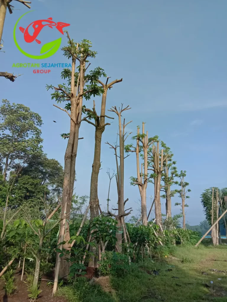 Harga Pohon Pule 1 - 3 Meter - Agrotani Sejahtera