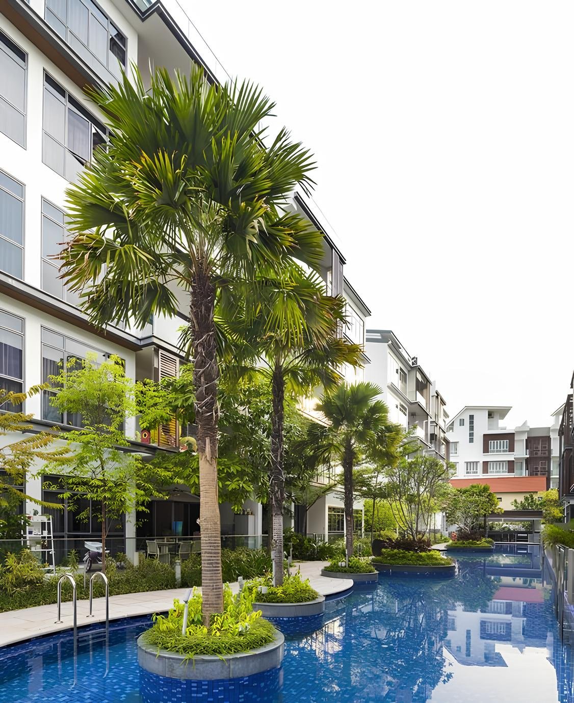 6 Jenis Pohon Palem Kipas Cantik dan Populer - Agrotani Sejahtera