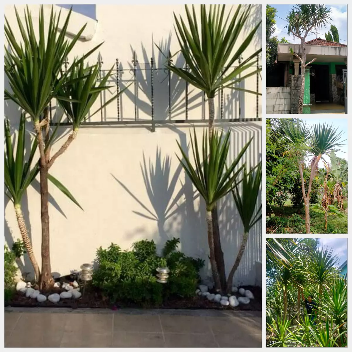 Jual Pohon Pandan Bali Murah Bergaransi - Agrotani Sejahtera