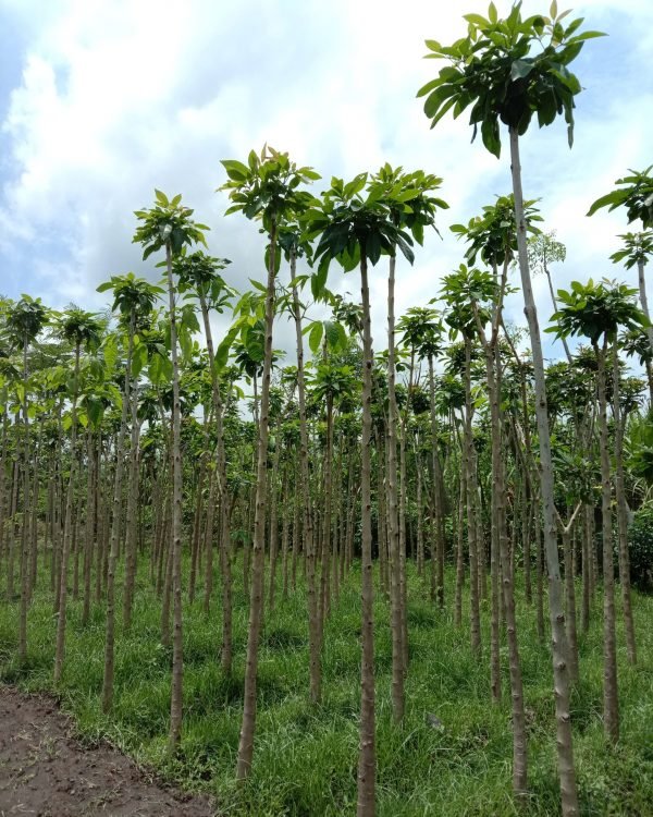 Jual Tanaman Pohon Bunga Tabebuya Bunga Sakuranya Ind - CV AGROTANI ...