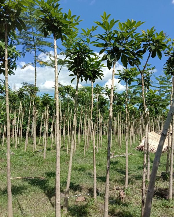 Jual Tanaman Pohon Bunga Tabebuya Bunga Sakuranya Ind - CV AGROTANI ...