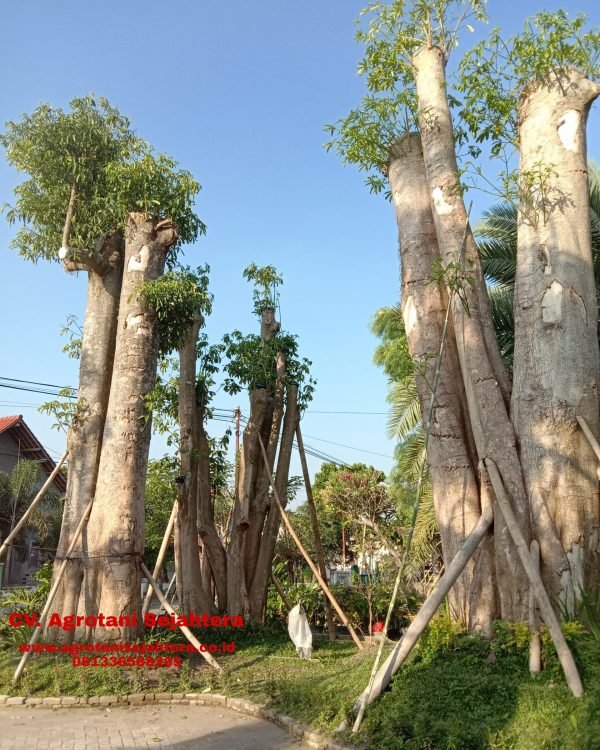 Jual Tanaman Pohon Bunga Tabebuya Bunga Sakuranya Ind - CV AGROTANI ...