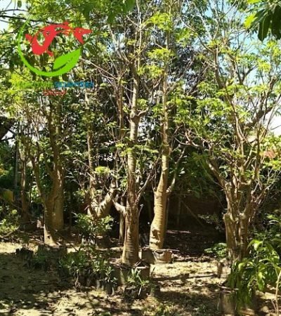 Landing Page Tanaman Baobab - CV AGROTANI SEJAHTERA