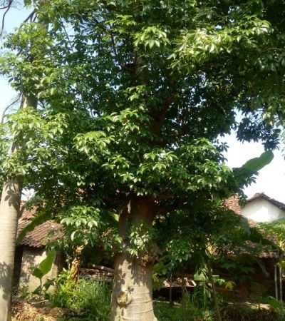Landing Page Tanaman Baobab - CV AGROTANI SEJAHTERA