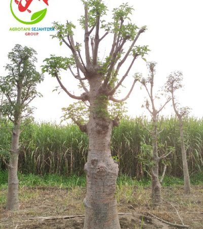 Landing Page Tanaman Baobab - CV AGROTANI SEJAHTERA