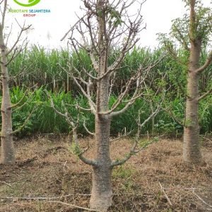 Landing Page Tanaman Baobab - CV AGROTANI SEJAHTERA