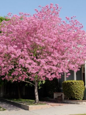 Jual Tanaman Bunga Tabebuya Bunga Sakuranya Ind - CV AGROTANI SEJAHTERA